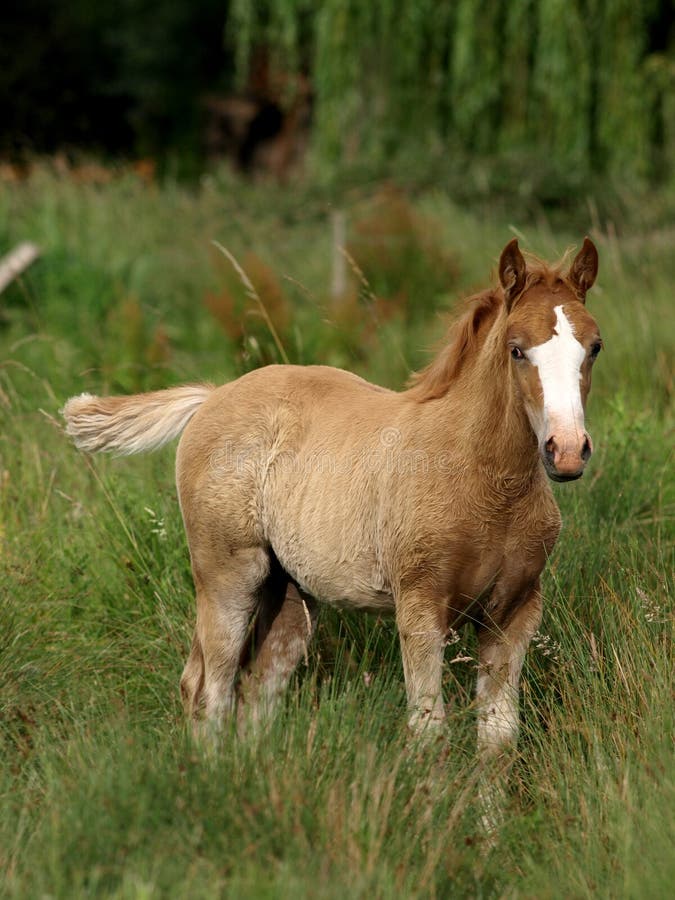 Standing Foal stock photo. Image of country, colt, meadow - 28782912