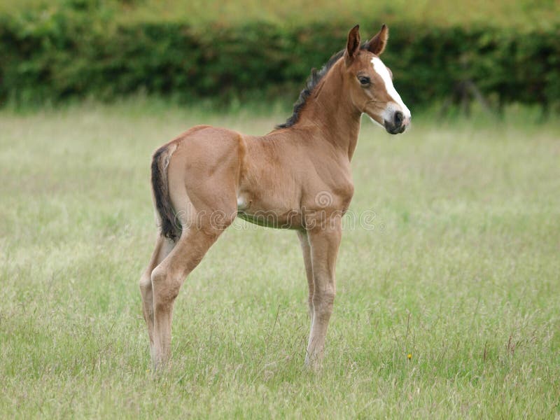 Standing Foal stock photo. Image of stand, baby, paddock - 109537798