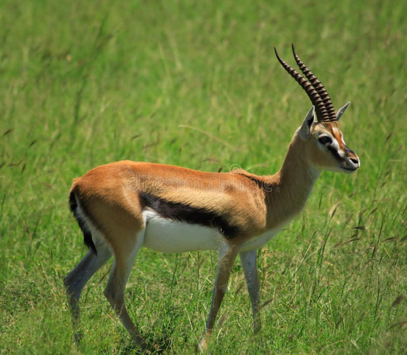 Standing gazelle stock image. Image of reserve, safari - 2570131