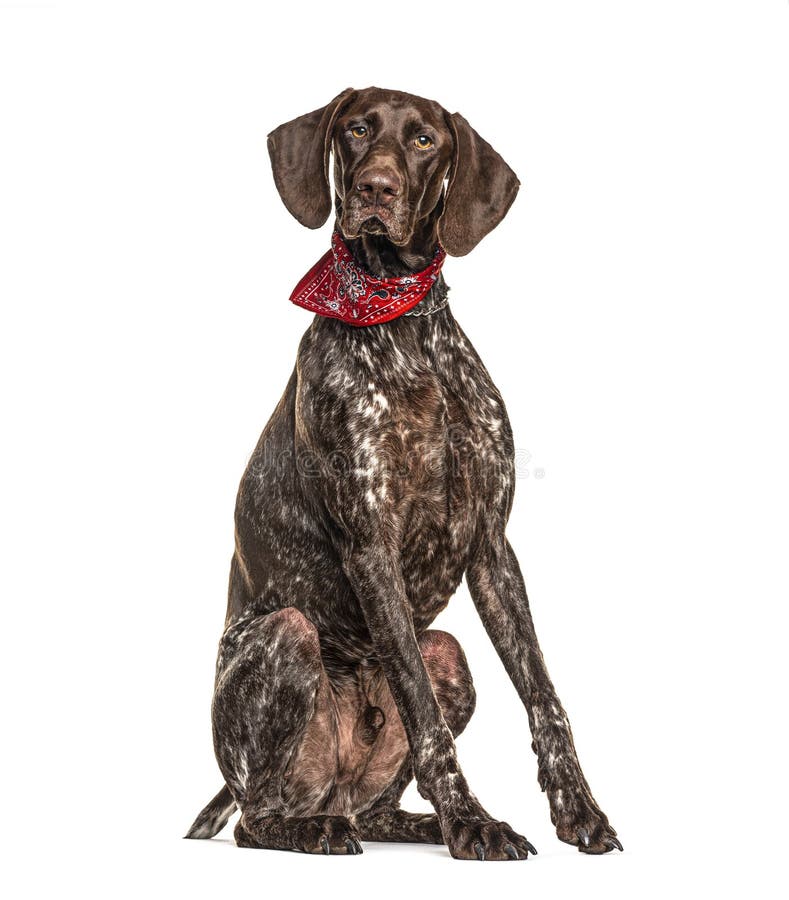 Standing German Shorthaired Pointer, Isolated Stock Photo - Image of ...