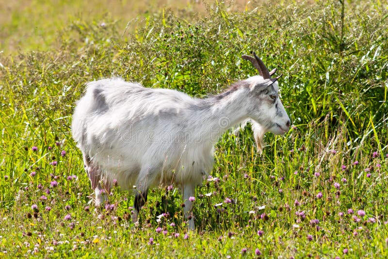 Standing goat stock photo. Image of mammals, horned, food - 43853830