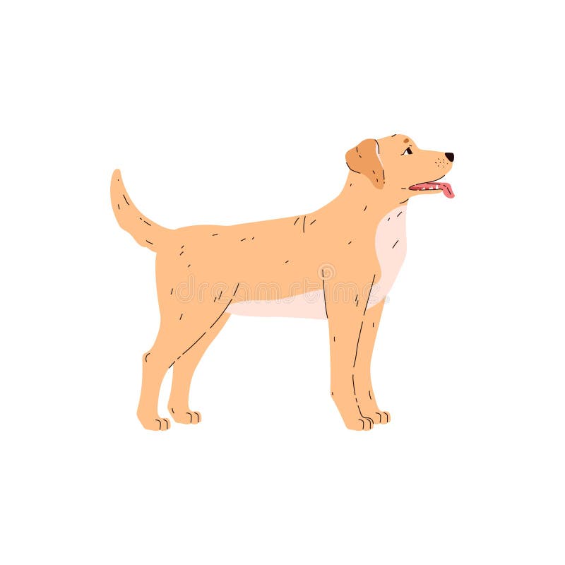 Standing Golden Labrador Dog Side View Flat Style, Vector Illustration ...