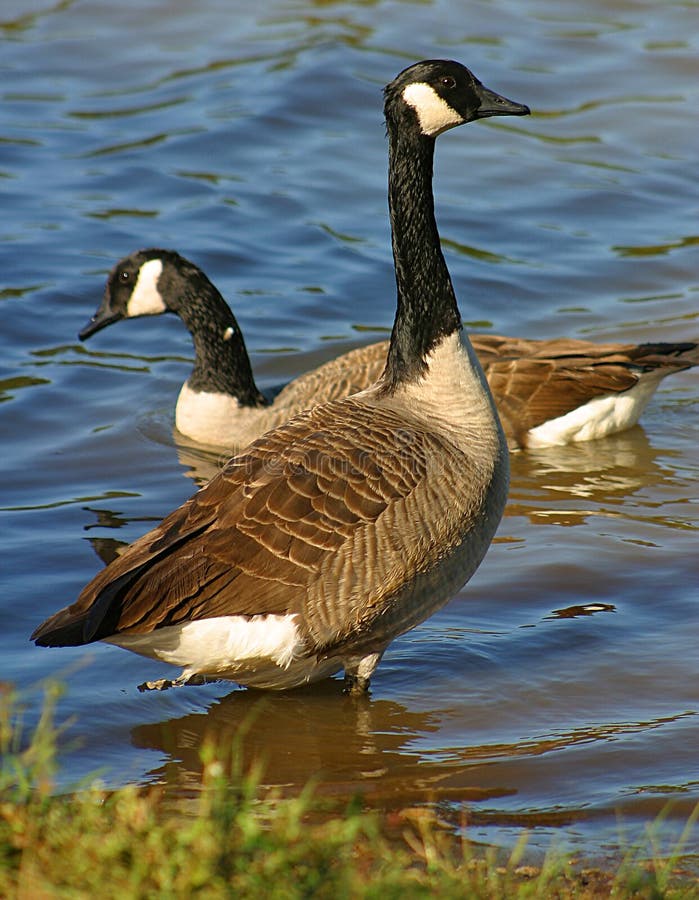 Standing goose stock image. Image of lesser, canada, goose - 1044021