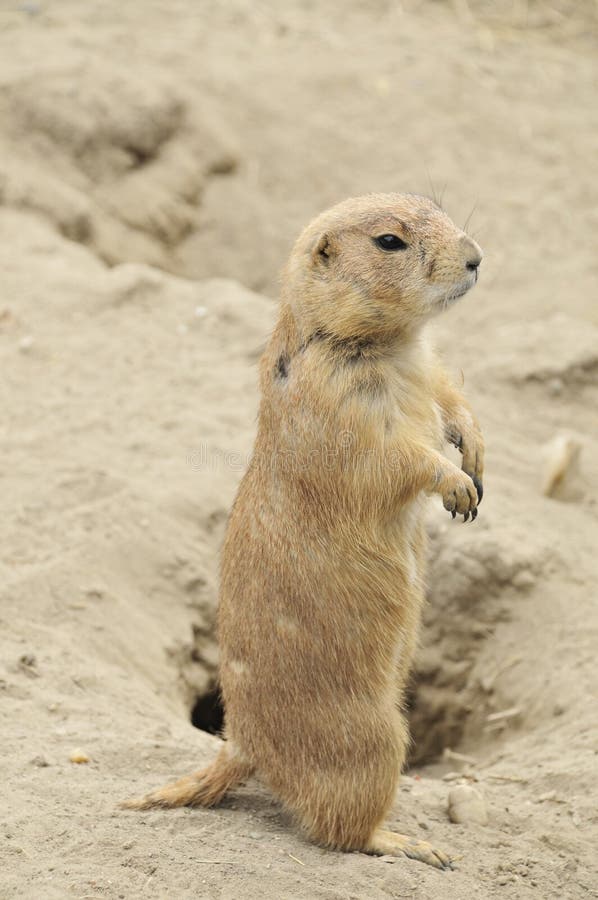 Standing Gopher stock image. Image of european, america - 57279321