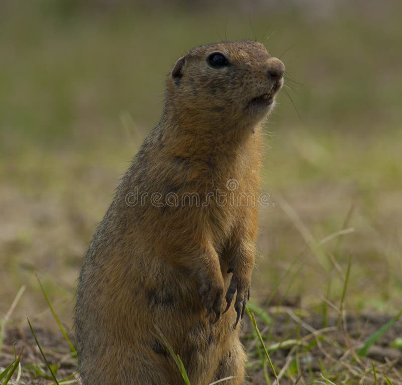 Standing Gopher on the Ground in the Namib Desert in Namibia Stock ...