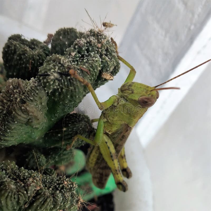 The standing grasshoper stock photo. Image of branch - 254778878