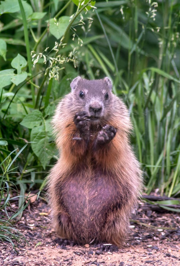 Cute Groundhog Begs for Food Stock Image - Image of hair, furry: 215789357