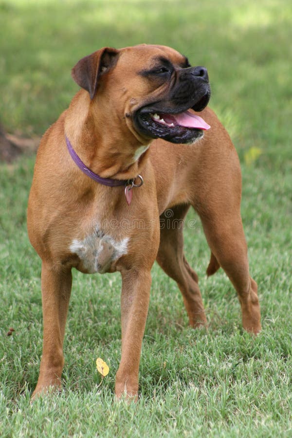 Standing Guard stock photo. Image of boxer, guarding, standing - 1068896
