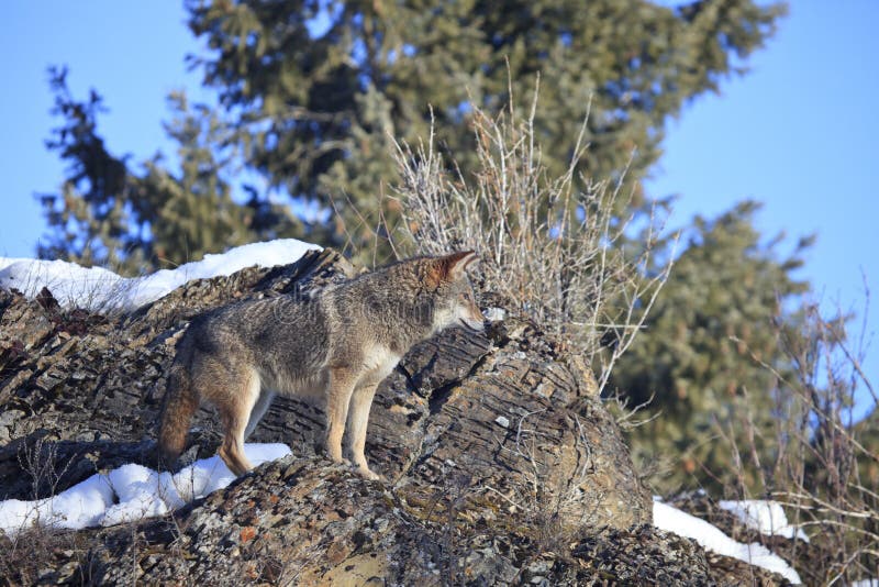 Standing guard stock image. Image of coyotes, howling - 38644095