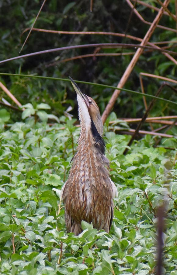 An American Bittern among Plants by Pinto Lake Stock Photo - Image of ...
