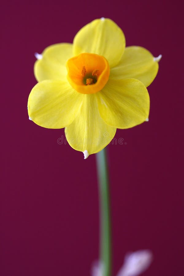 Standing jonquil stock photo. Image of colors, fresh, macro - 3227884