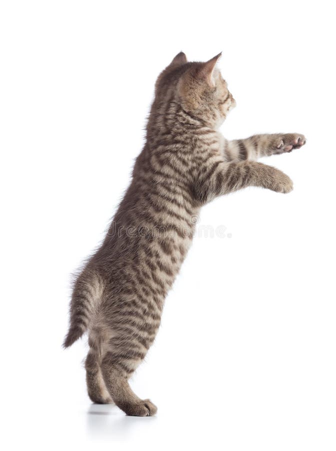 Kitten or Cat Rear Back View Isolated Stock Photo - Image of kitty ...