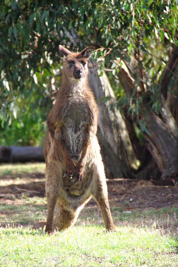 Standing Kangaroo Picture. Image: 6134293