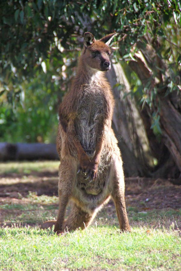 Standing Kangaroo stock image. Image of island, grownup - 6134299
