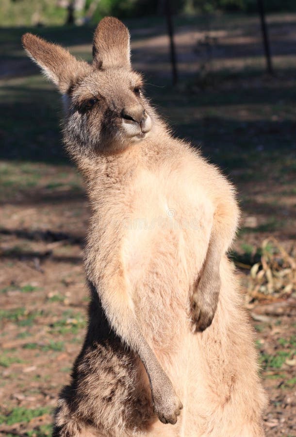 Standing Kangaroo in Australia Stock Image - Image of lovely, cute ...
