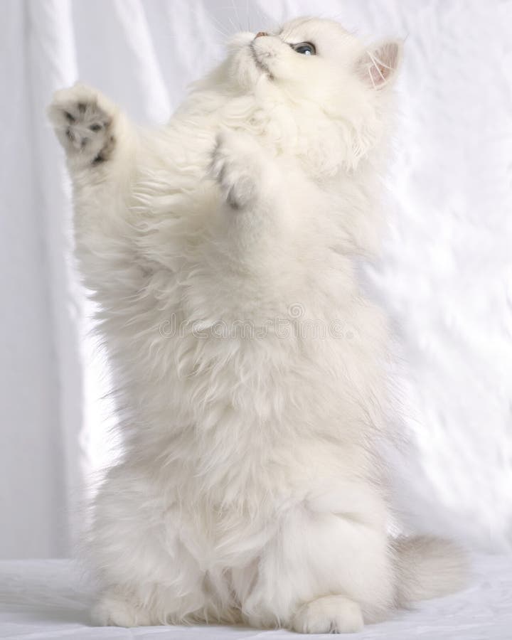 Sad kitten stock photo. Image of feline, isolated, interested - 5347910