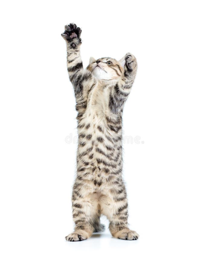 Standing kitten cat stock photo. Image of domestic, black - 37018852