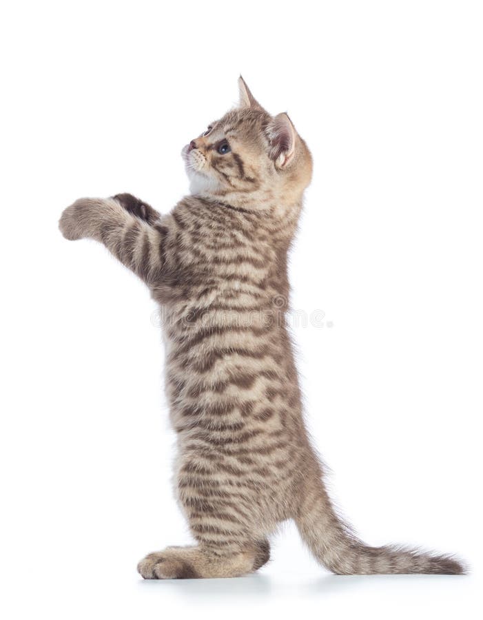 Standing Kitten Cat Side View Isolated on White Stock Photo - Image of ...