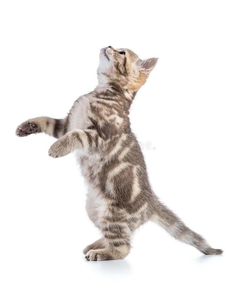 16,551 Side View Cat Stock Photos - Free & Royalty-Free Stock Photos ...