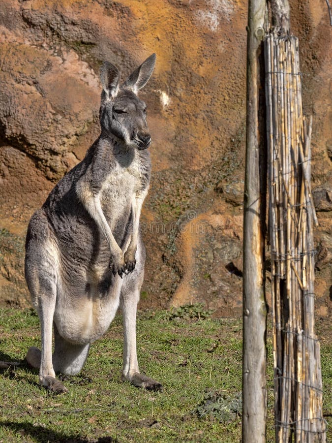 Standing Large Female Red Kangaroo, Megaleia Rufa Stock Image - Image ...