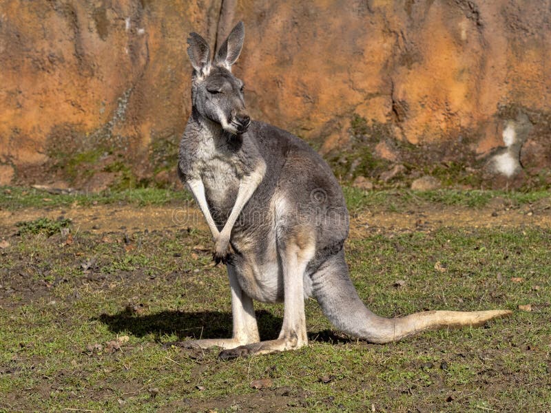 Standing Large Female Red Kangaroo, Megaleia Rufa Stock Image - Image ...