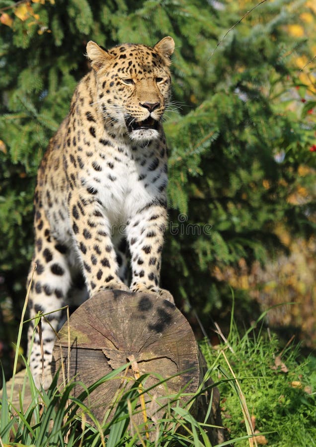 Standing leopard stock image. Image of branch, animal - 35203241