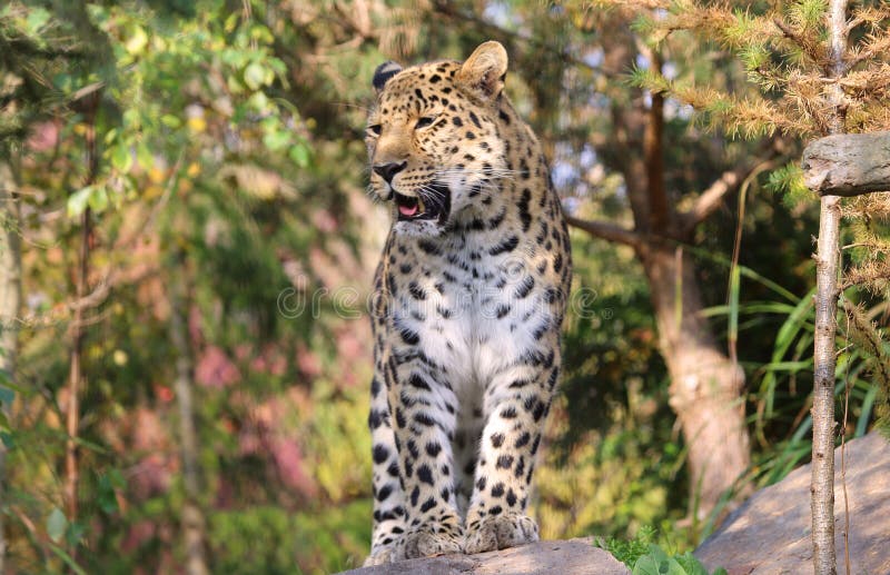 Standing leopard stock photo. Image of eating, serengeti - 62067866