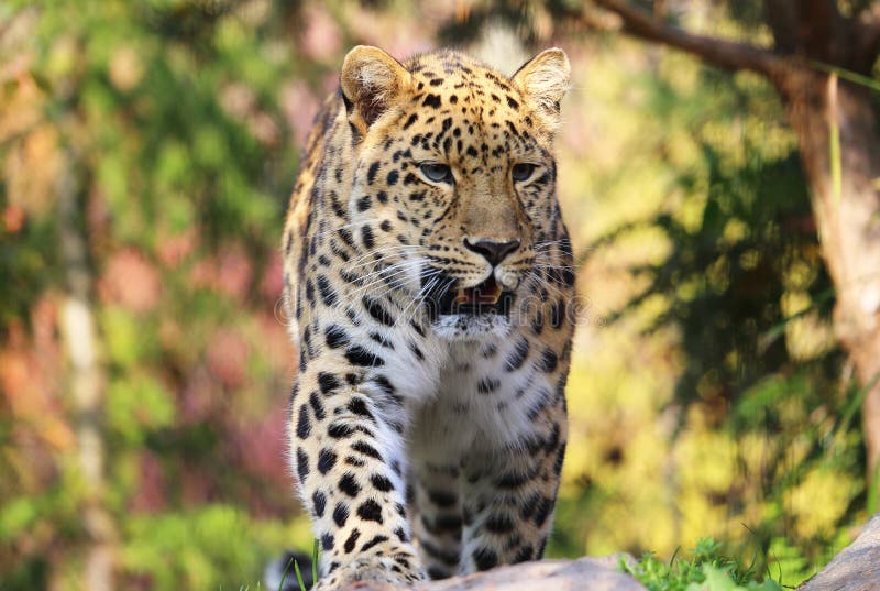 Standing leopard stock photo. Image of tsavo, samburu - 62067948