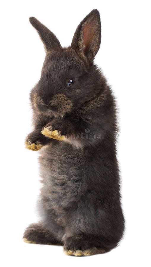 Baby rabbit eating stock photo. Image of cute, rabbit - 6478498