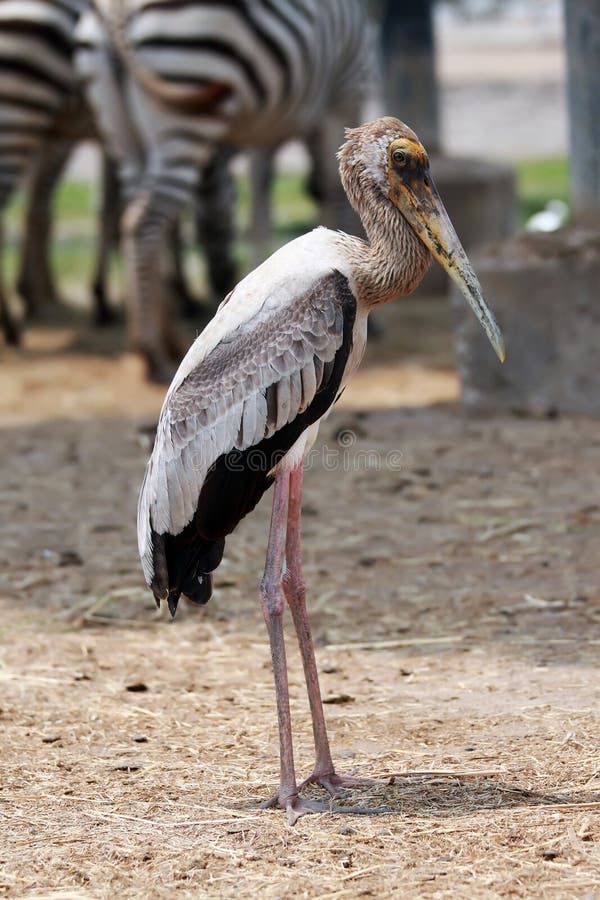 Long mouth bird stock photo. Image of long, life, wildlife - 28442822