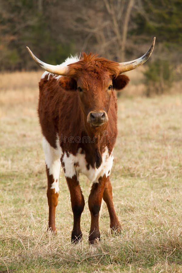 Portrait of a Texas Longhorn Stock Photo - Image of rural, pasture ...