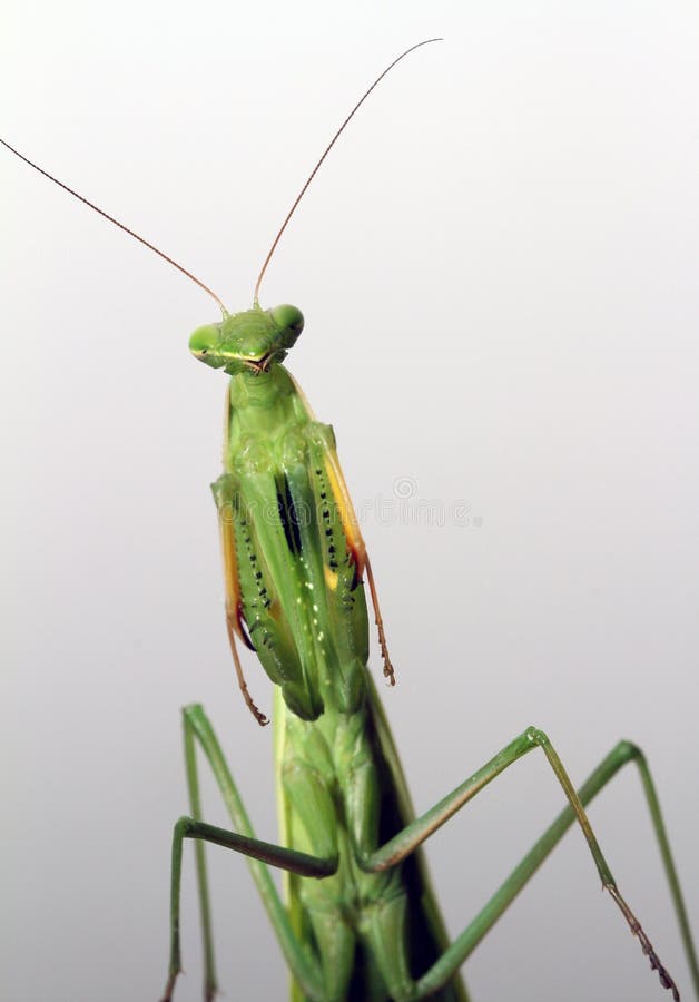 Standing on the mantis stock photo. Image of detail - 149687116