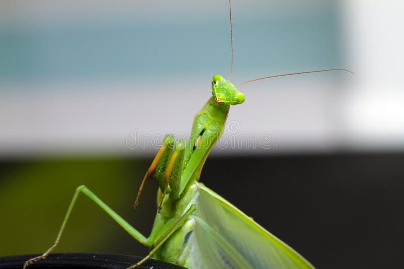 Standing on the mantis stock photo. Image of gesture - 149687318