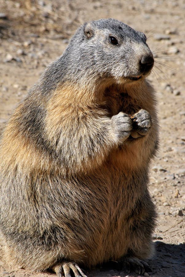 Marmot Standing On Grass In Front Of A Rock Stock Photo - Image of ...