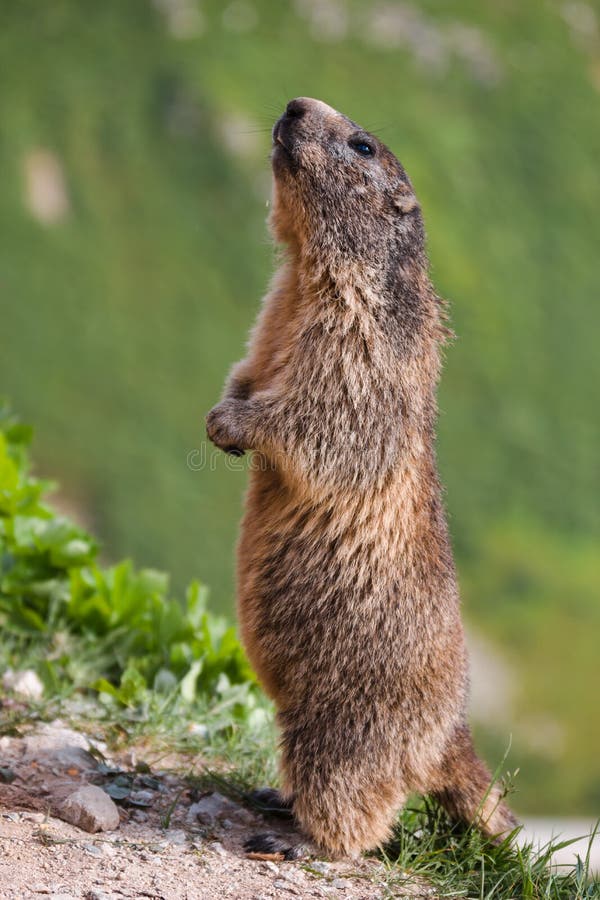 Standing Marmot in Switzerland Alps Stock Photo - Image of groundhog ...