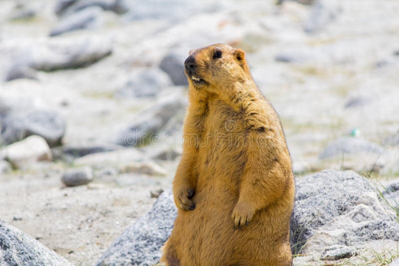 Standing Marmot Ready To Whistle Stock Image - Image of danger, eyes ...