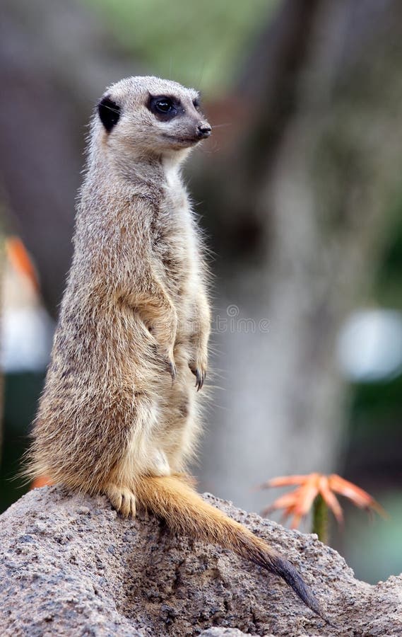 Standing Meerkat stock photo. Image of stare, gaze, stands - 4480732