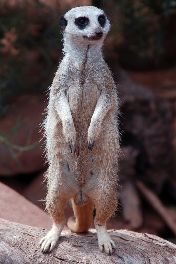 Three meerkats stock image. Image of guard, look, stand - 16881025