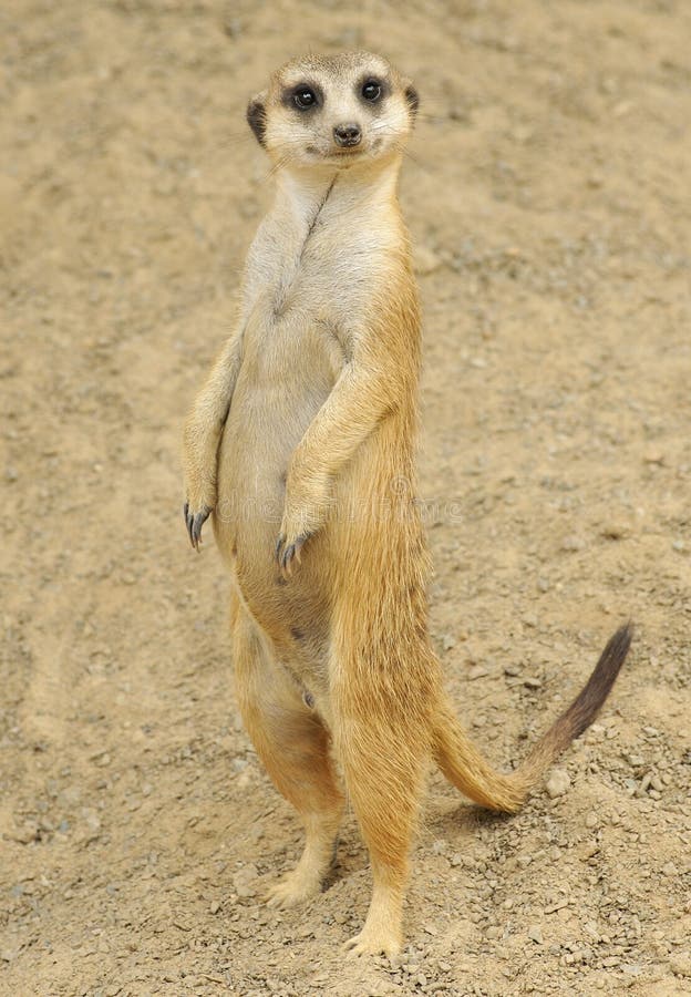 47+ Meerkat profile Free Stock Photos - StockFreeImages 47+ Meerkat profile Free Stock Photos - StockFreeImages