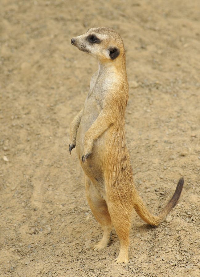 Standing Meerkat stock photo. Image of botswana, standing - 9688232