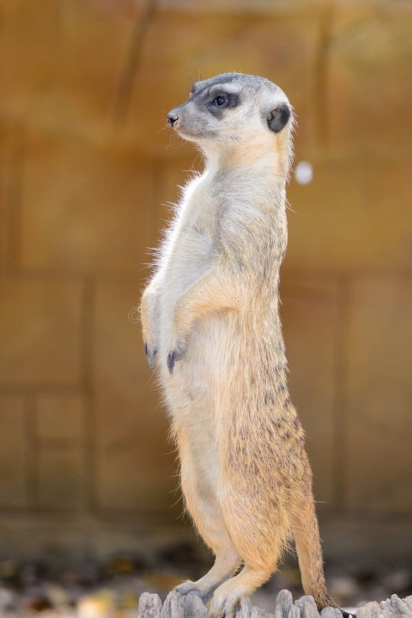 Standing meerkat stock photo. Image of standing, hinglegs - 89608532
