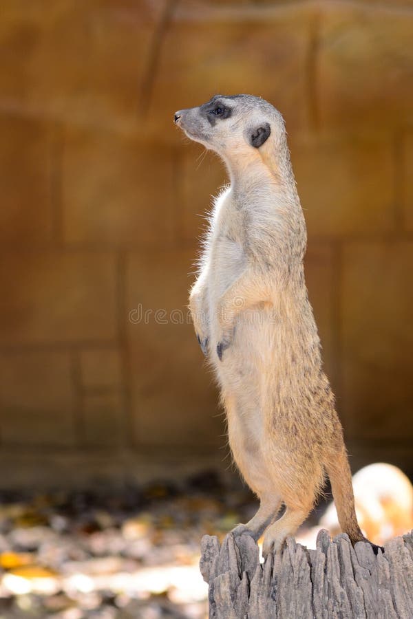 Standing meerkat stock image. Image of meerkat, paws - 89608759
