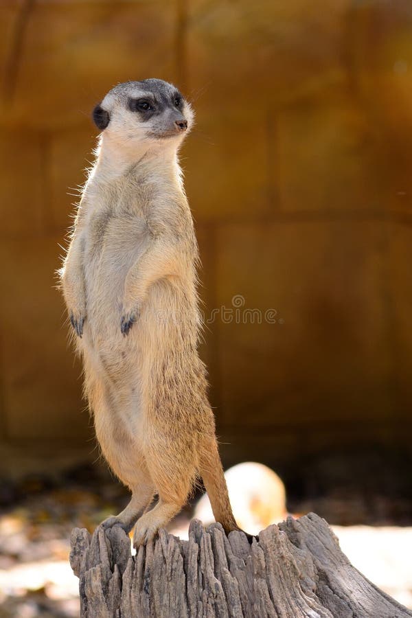 Standing meerkat stock photo. Image of closeup, meerkat - 89609626