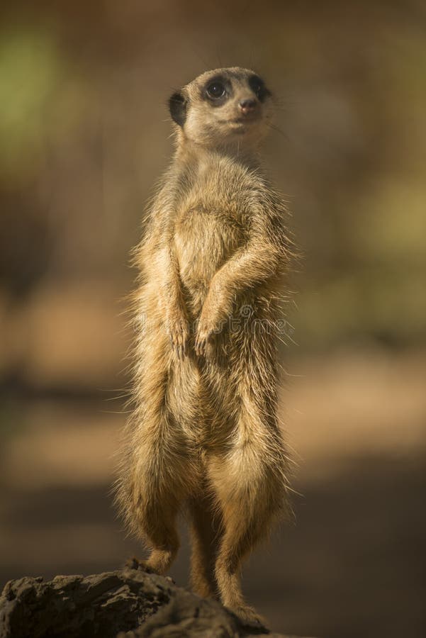 Standing Meerkat stock photo. Image of botswana, standing - 9688232