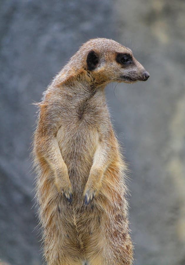Standing Meerkat stock photo. Image of suricate, portrait - 87496120