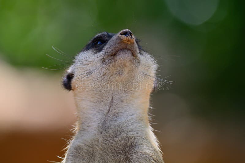 Standing meerkat stock photo. Image of sideview, outdoor - 89609414