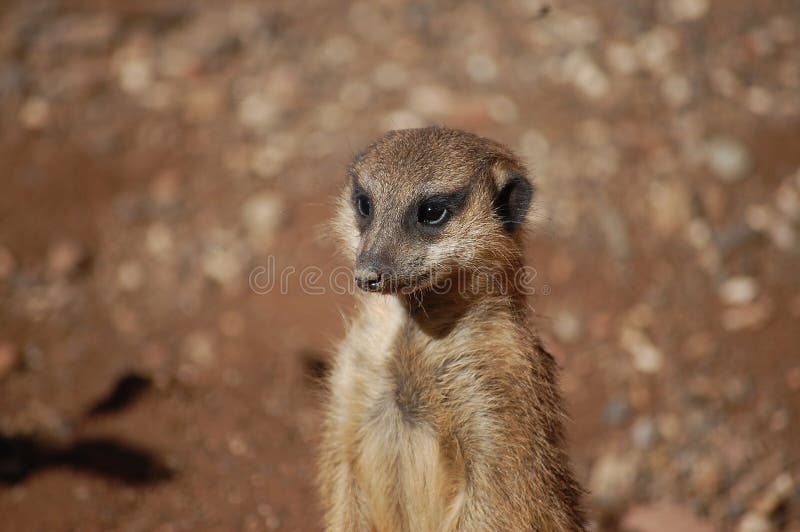 Sad Meerkat Stock Photos - Free & Royalty-Free Stock Photos from Dreamstime