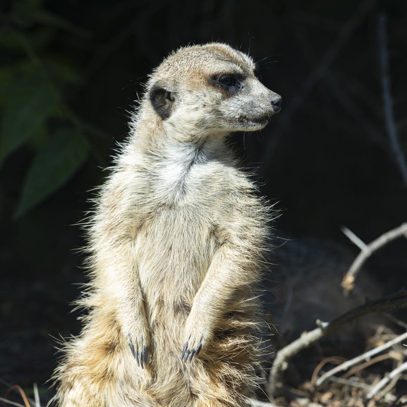 Standing meerkat stock image. Image of african, portrait - 175942965