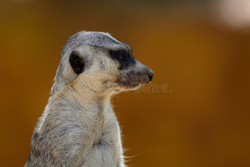 Standing meerkat stock image. Image of natural, standing - 89609729