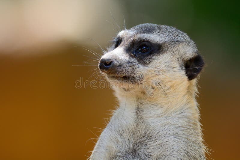 Standing meerkat stock photo. Image of alertness, standing - 89609824